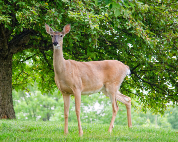 What Mama Deer Can Teach Sales Managers - Business2Community